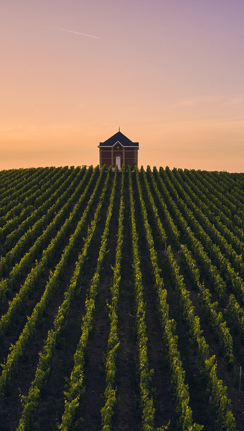 Vineyards Vast | Moët & Chandon