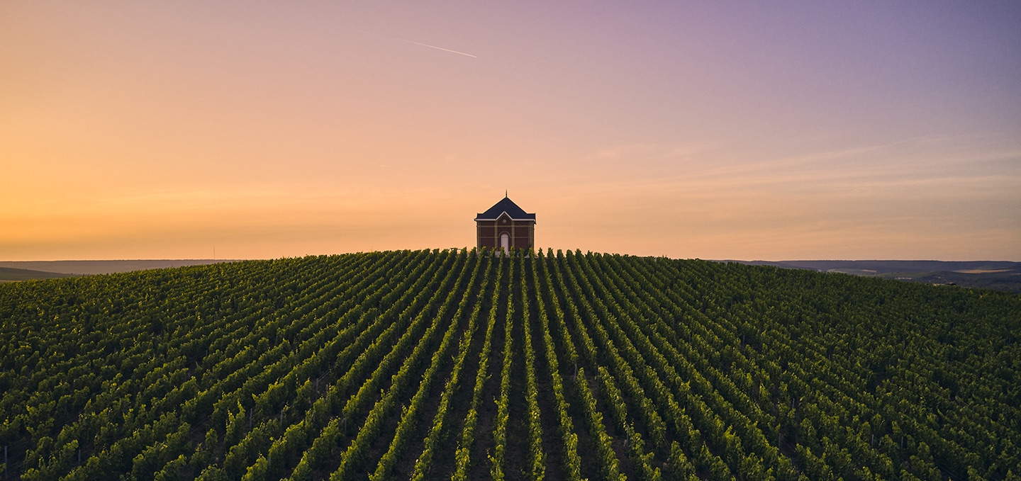 Vineyards Vast | Moët & Chandon